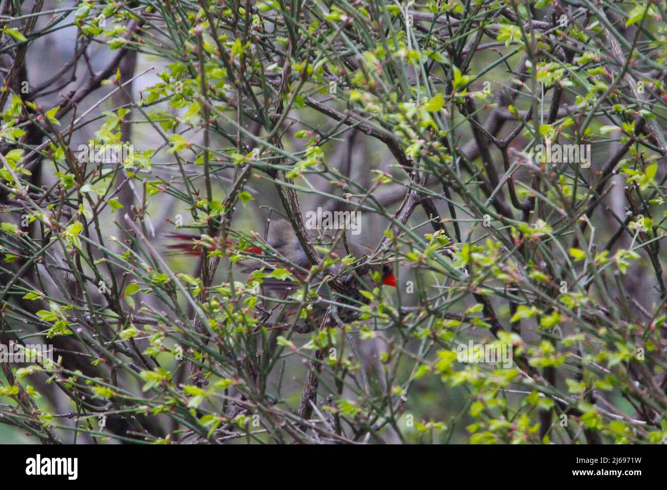 Female Northern Cardinal Bird Hiding in a Bush Stock Photo - Alamy
