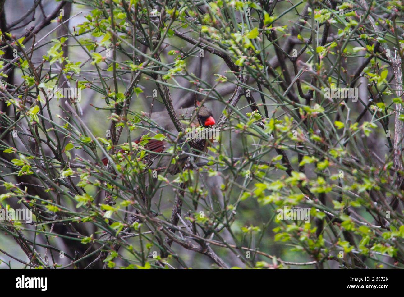 Female Northern Cardinal Bird Hiding in a Bush Stock Photo - Alamy