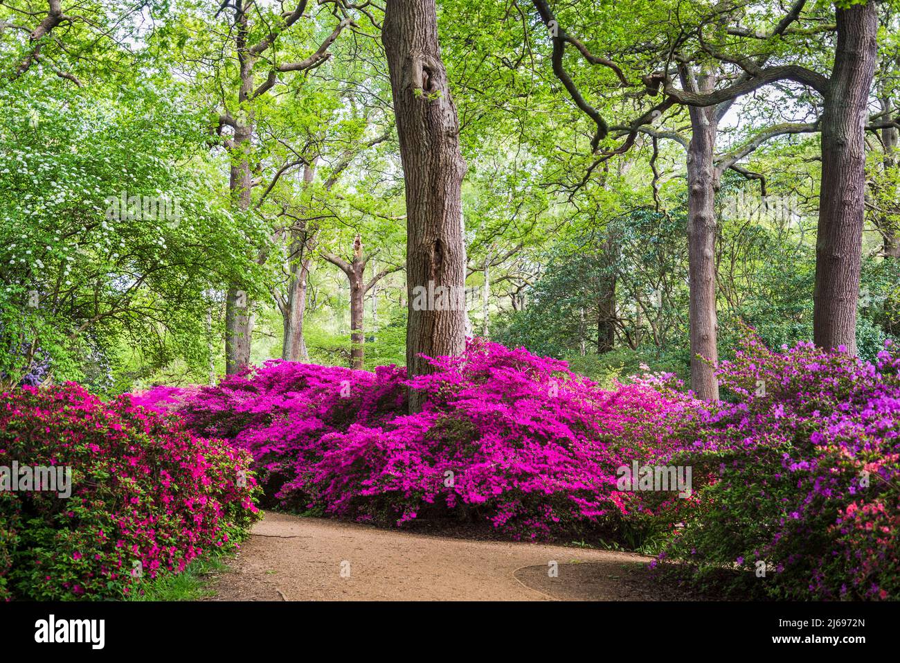 Azalea in Isabella Plantation, Richmond Park, London, England, UK Stock ...