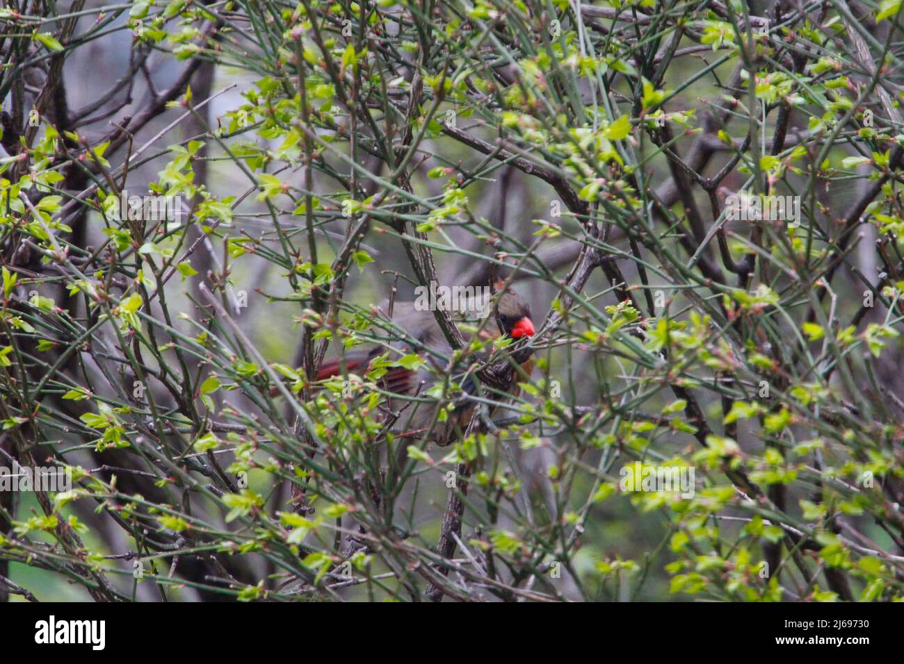 Female Northern Cardinal Bird Hiding in a Bush Stock Photo - Alamy