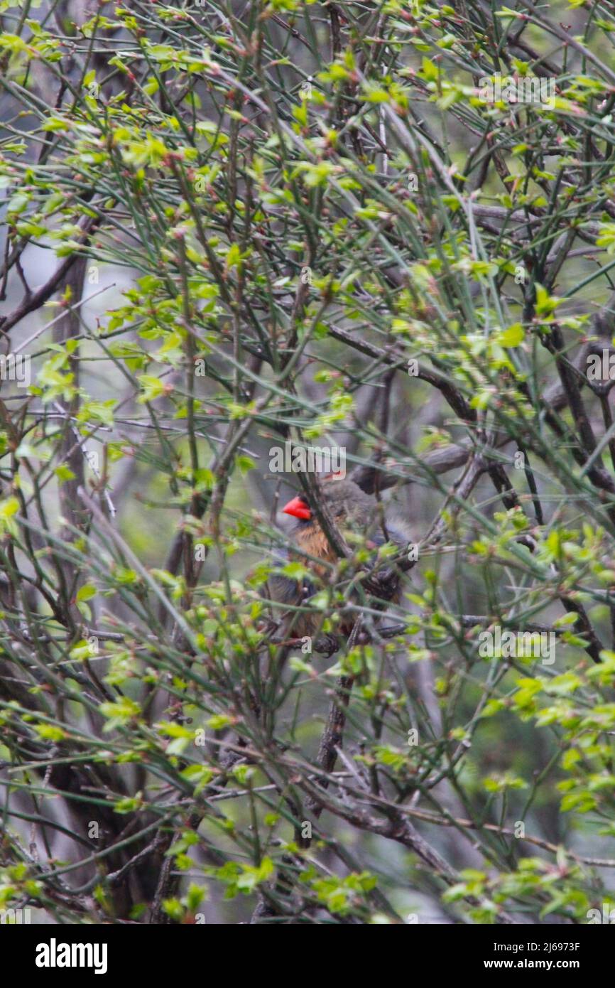Female Northern Cardinal Bird Hiding in a Bush Stock Photo - Alamy