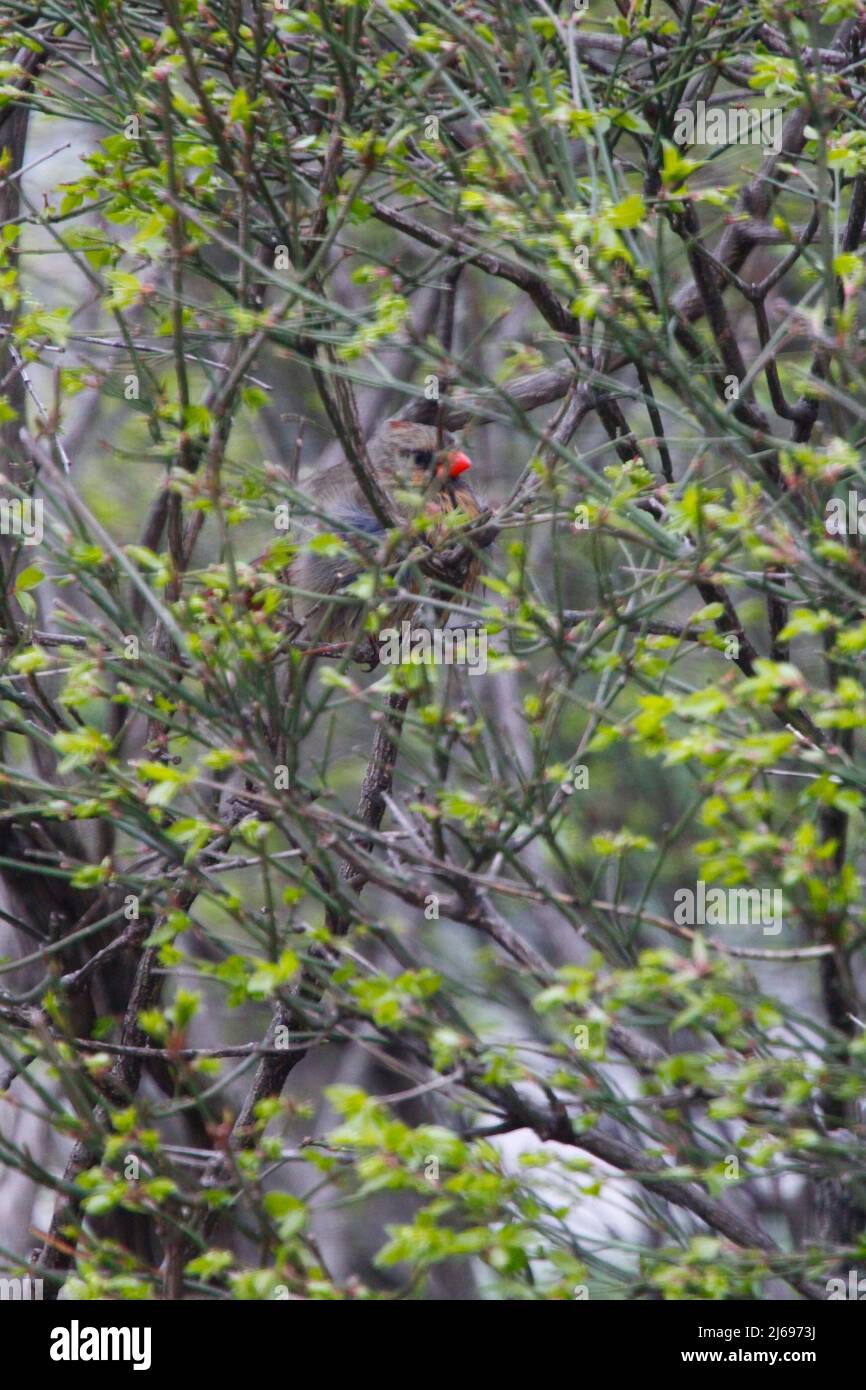 Female Northern Cardinal Bird Hiding in a Bush Stock Photo - Alamy