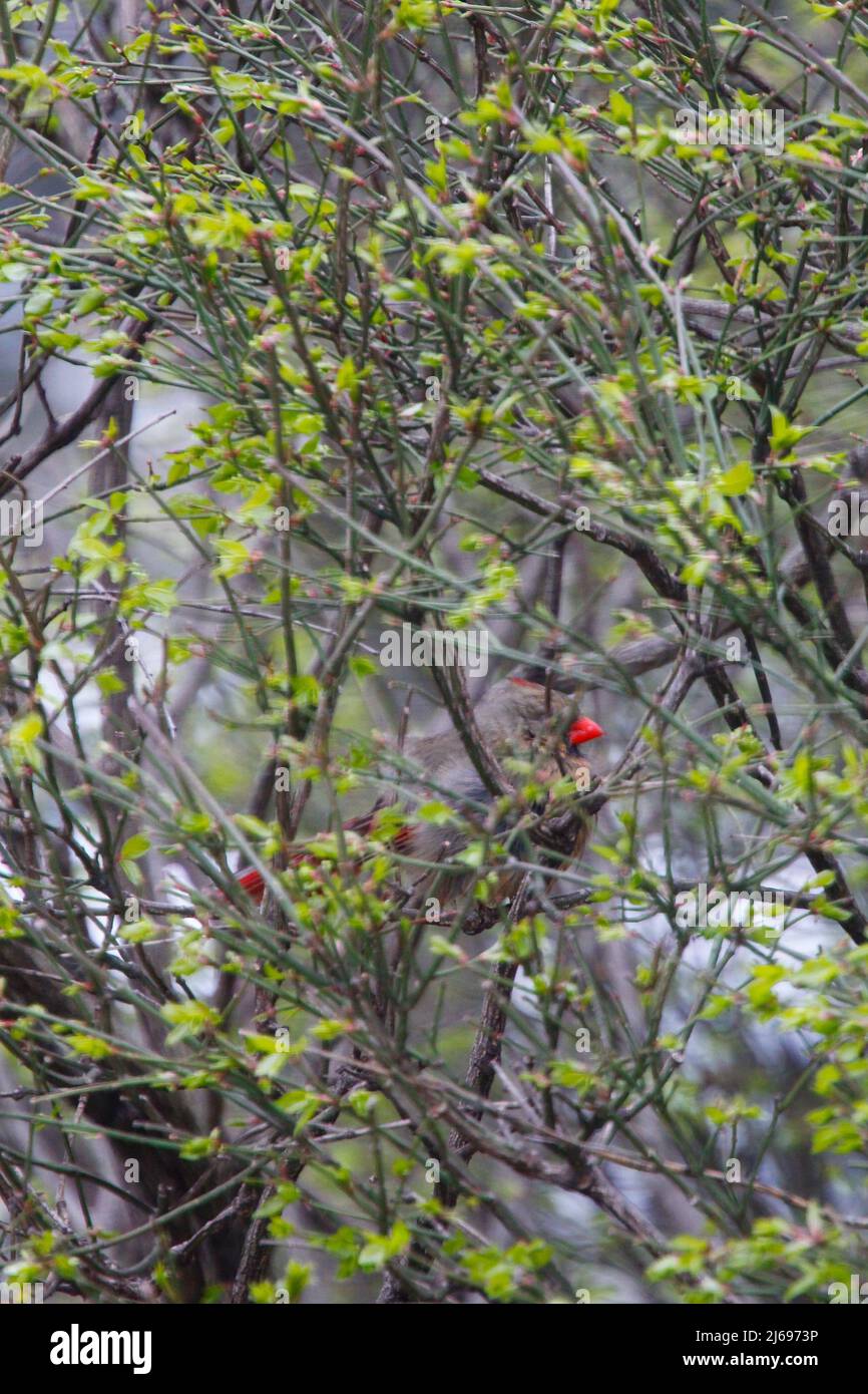 Female Northern Cardinal Bird Hiding in a Bush Stock Photo - Alamy