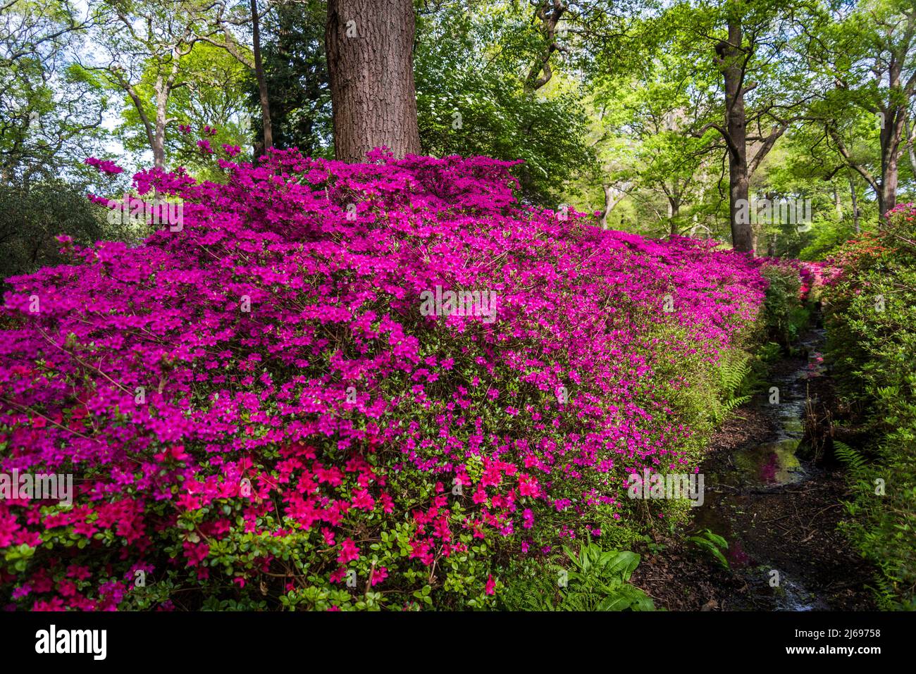 Azalea in Isabella Plantation, Richmond Park, London, England, UK Stock ...