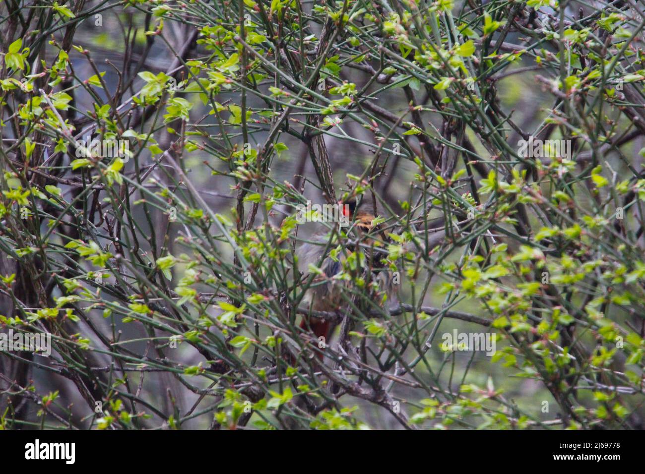 Female Northern Cardinal Bird Hiding in a Bush Stock Photo - Alamy