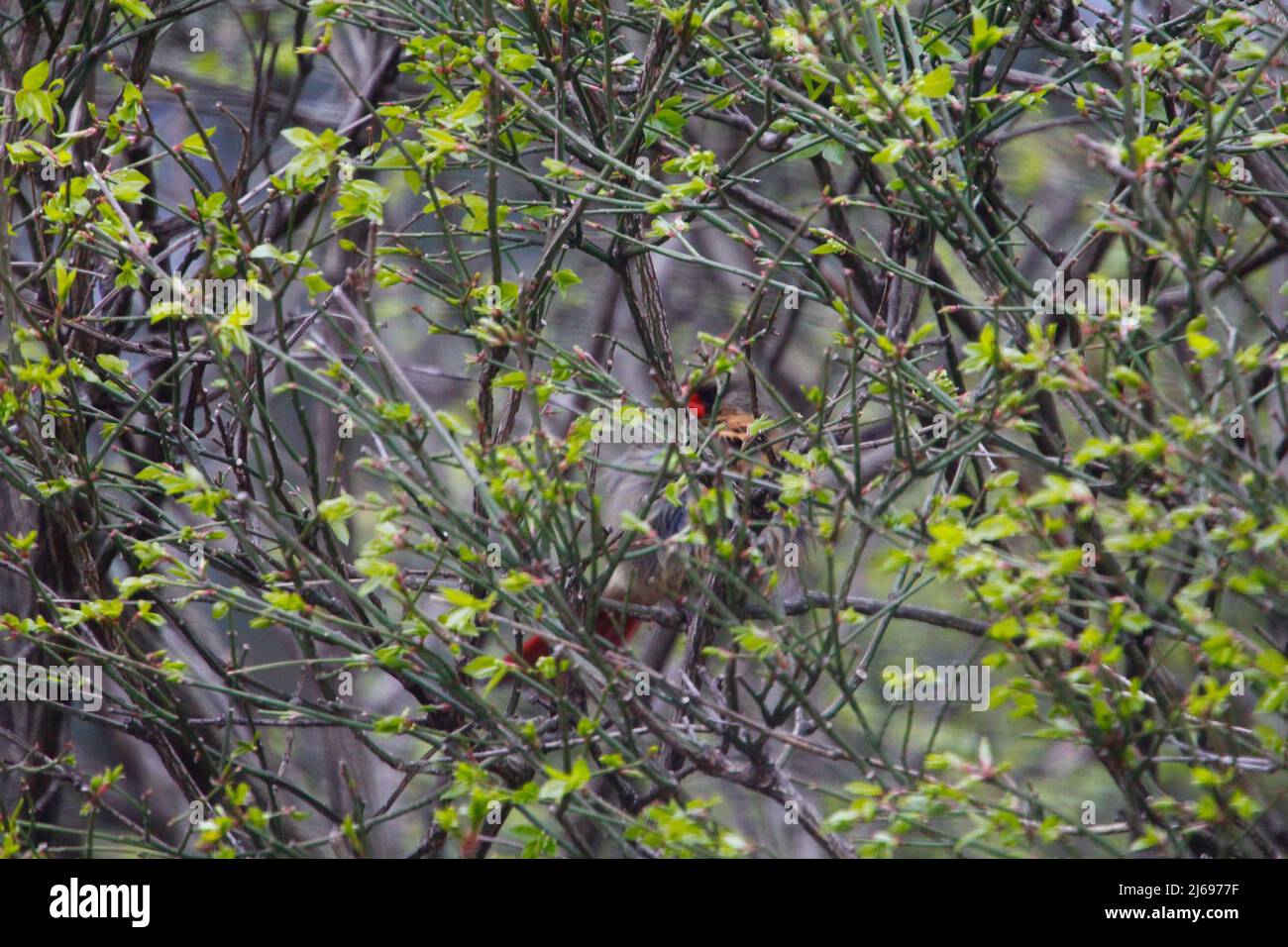 Female Northern Cardinal Bird Hiding in a Bush Stock Photo - Alamy