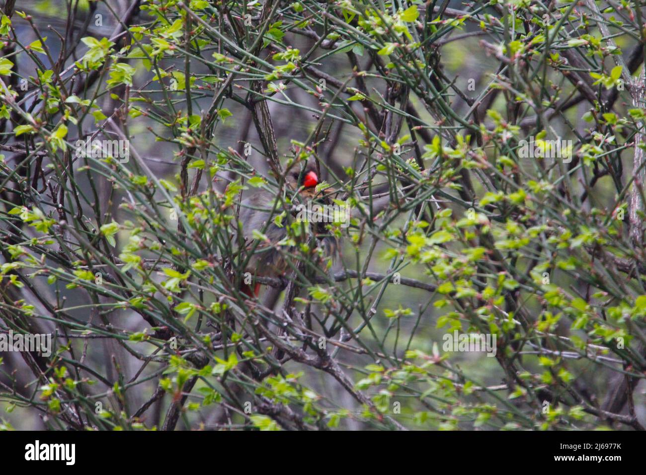 Female Northern Cardinal Bird Hiding in a Bush Stock Photo - Alamy