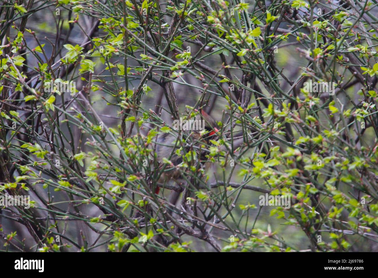 Female Northern Cardinal Bird Hiding in a Bush Stock Photo - Alamy
