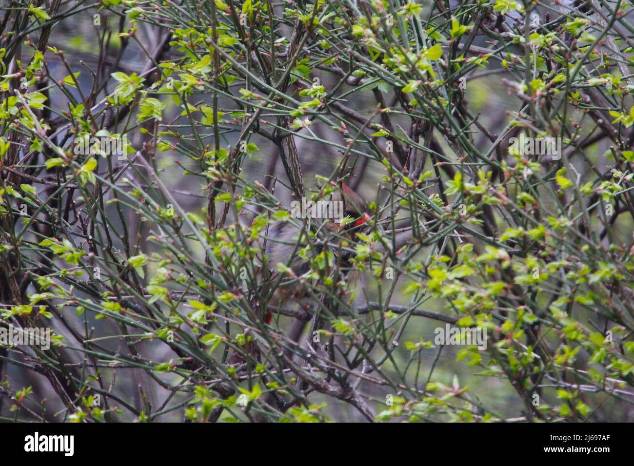 Female Northern Cardinal Bird Hiding in a Bush Stock Photo - Alamy