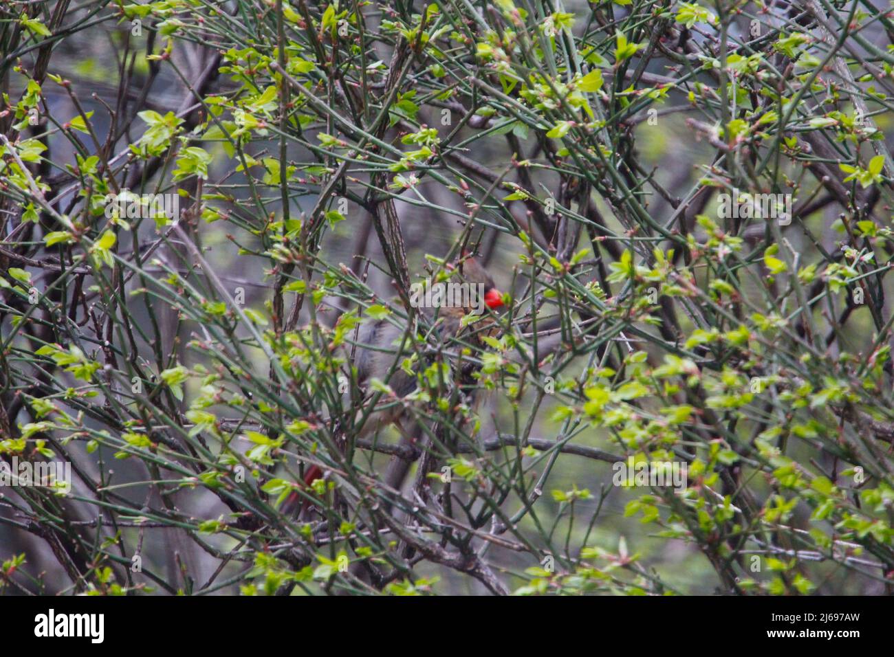Female Northern Cardinal Bird Hiding in a Bush Stock Photo - Alamy