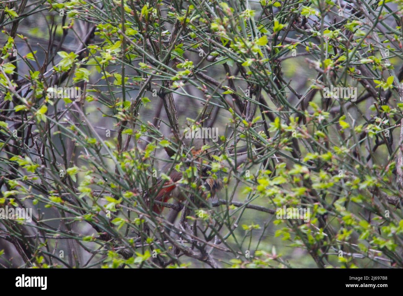 Female Northern Cardinal Bird Hiding in a Bush Stock Photo - Alamy
