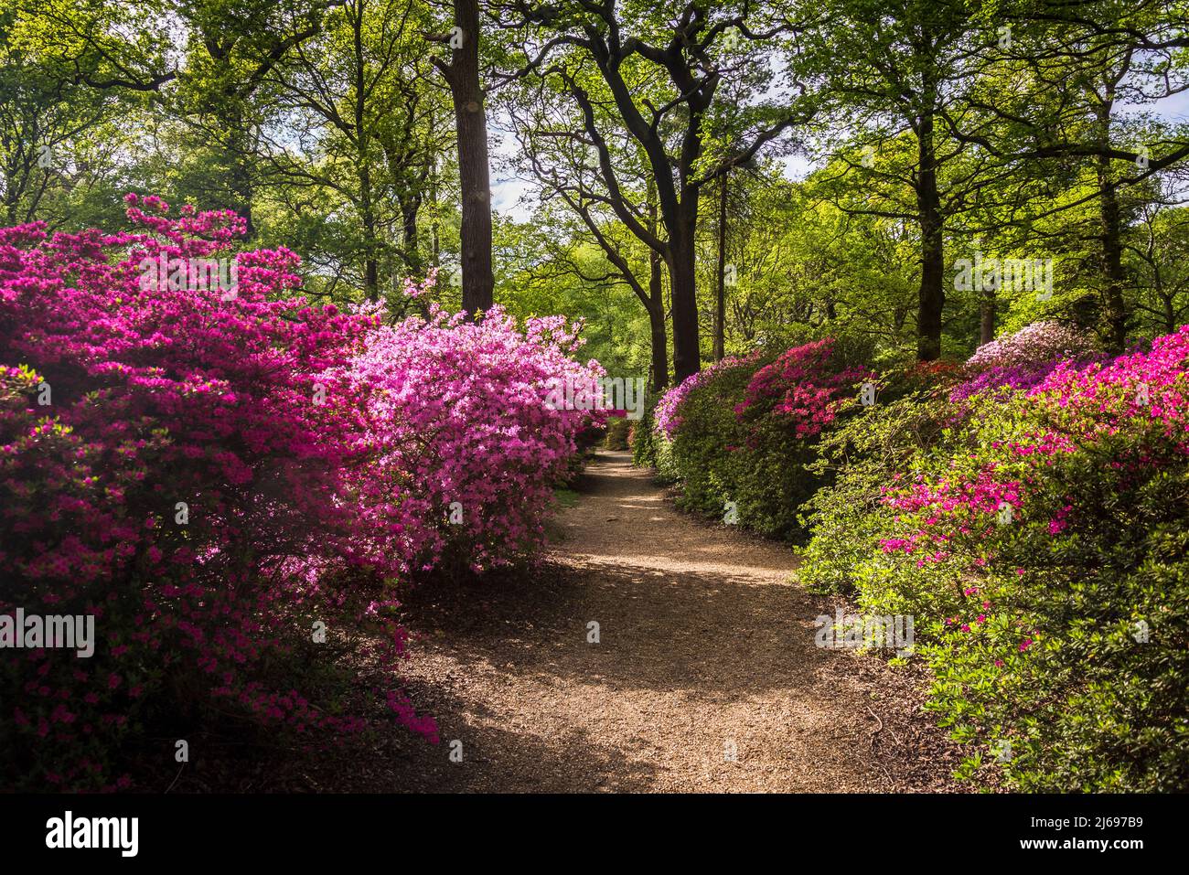 Azalea in Isabella Plantation, Richmond Park, London, England, UK Stock ...