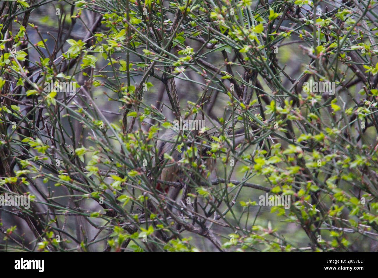 Female Northern Cardinal Bird Hiding in a Bush Stock Photo - Alamy