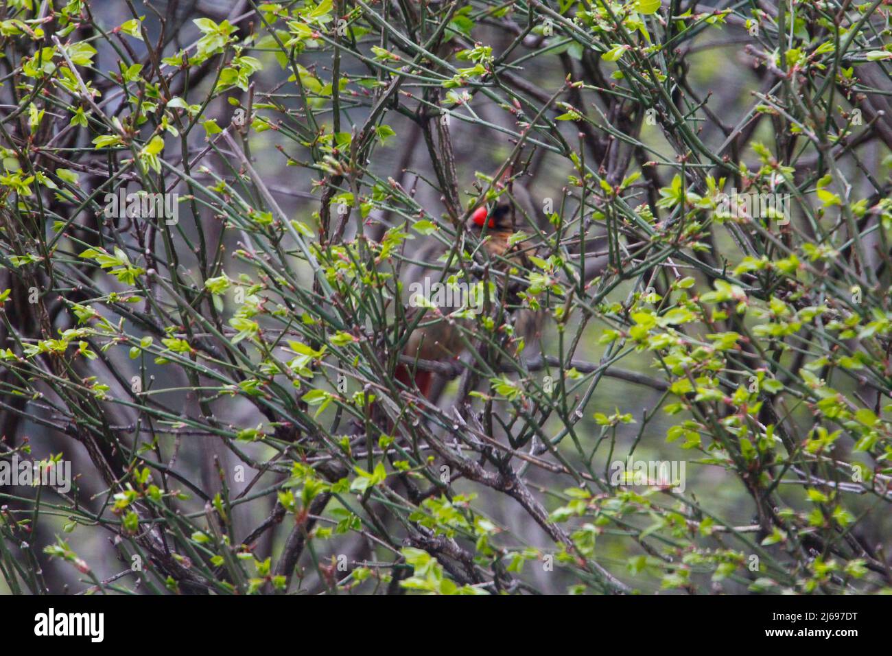 Female Northern Cardinal Bird Hiding in a Bush Stock Photo - Alamy