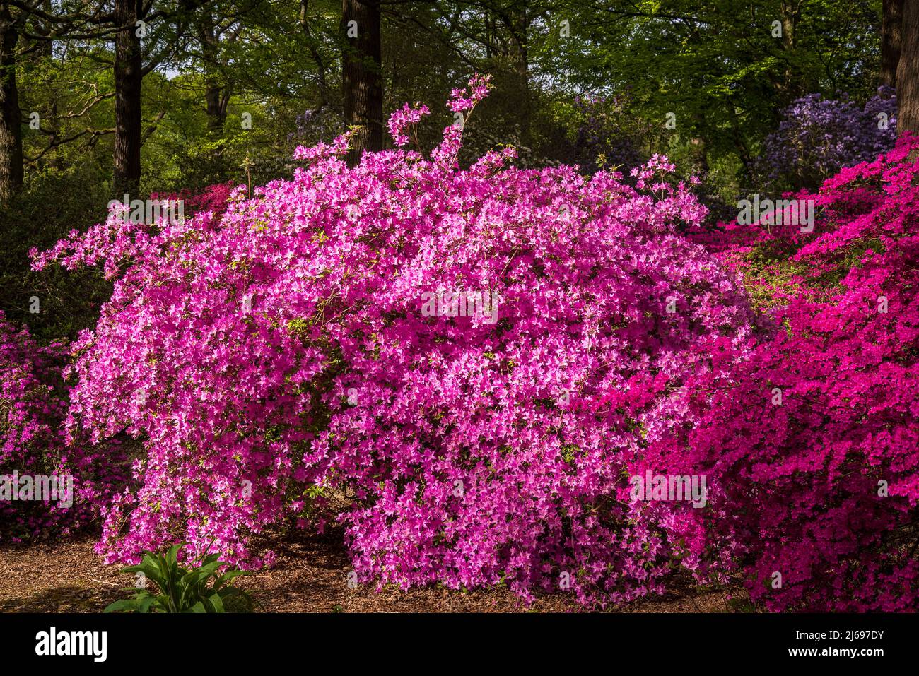 Azalea in Isabella Plantation, Richmond Park, London, England, UK Stock ...