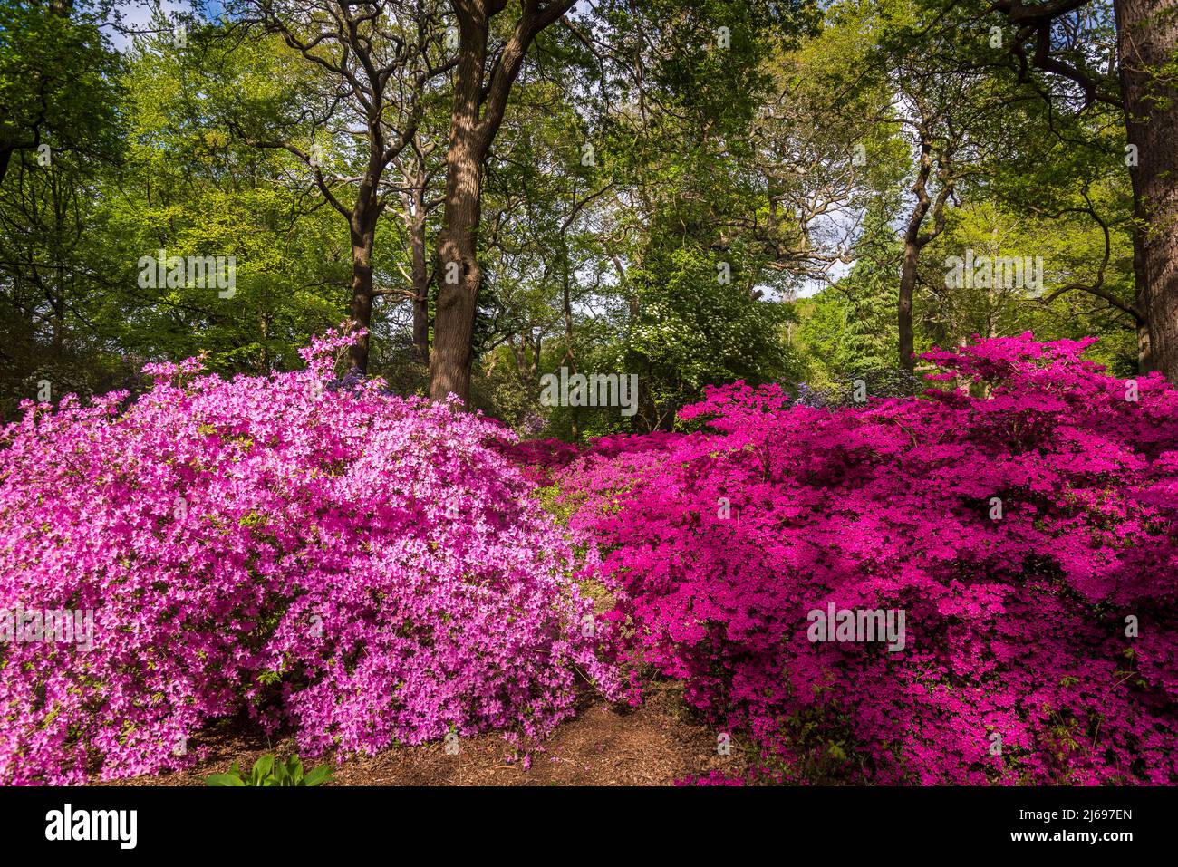 Azalea in Isabella Plantation, Richmond Park, London, England, UK Stock ...