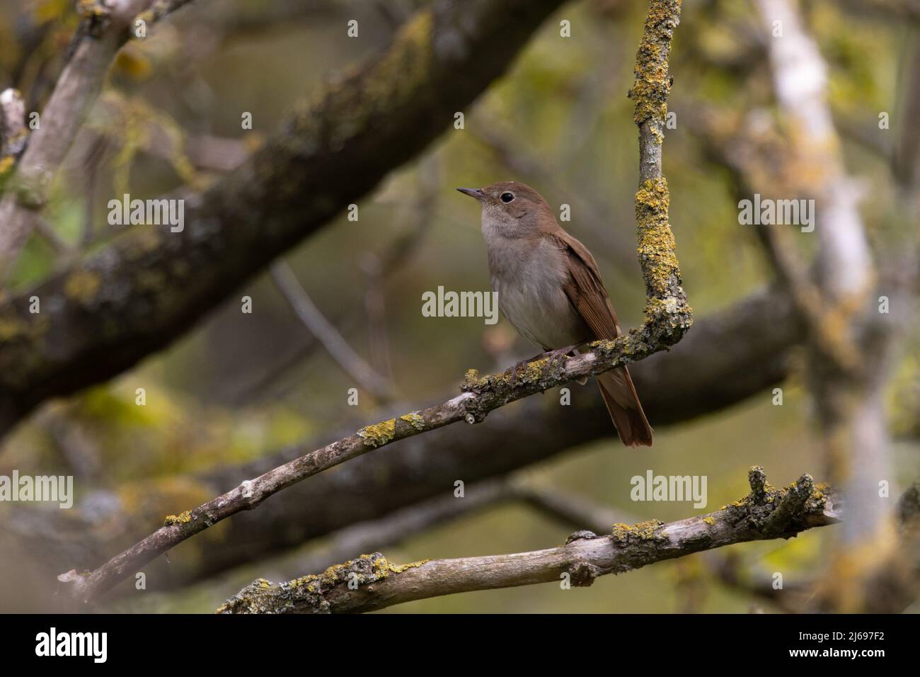 Nightingales bird britain hi-res stock photography and images - Alamy