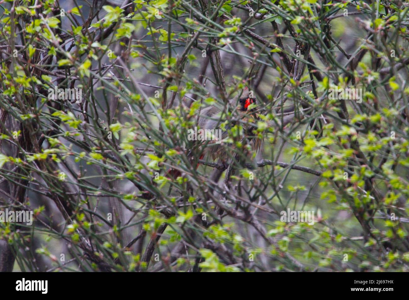 Female Northern Cardinal Bird Hiding in a Bush Stock Photo - Alamy
