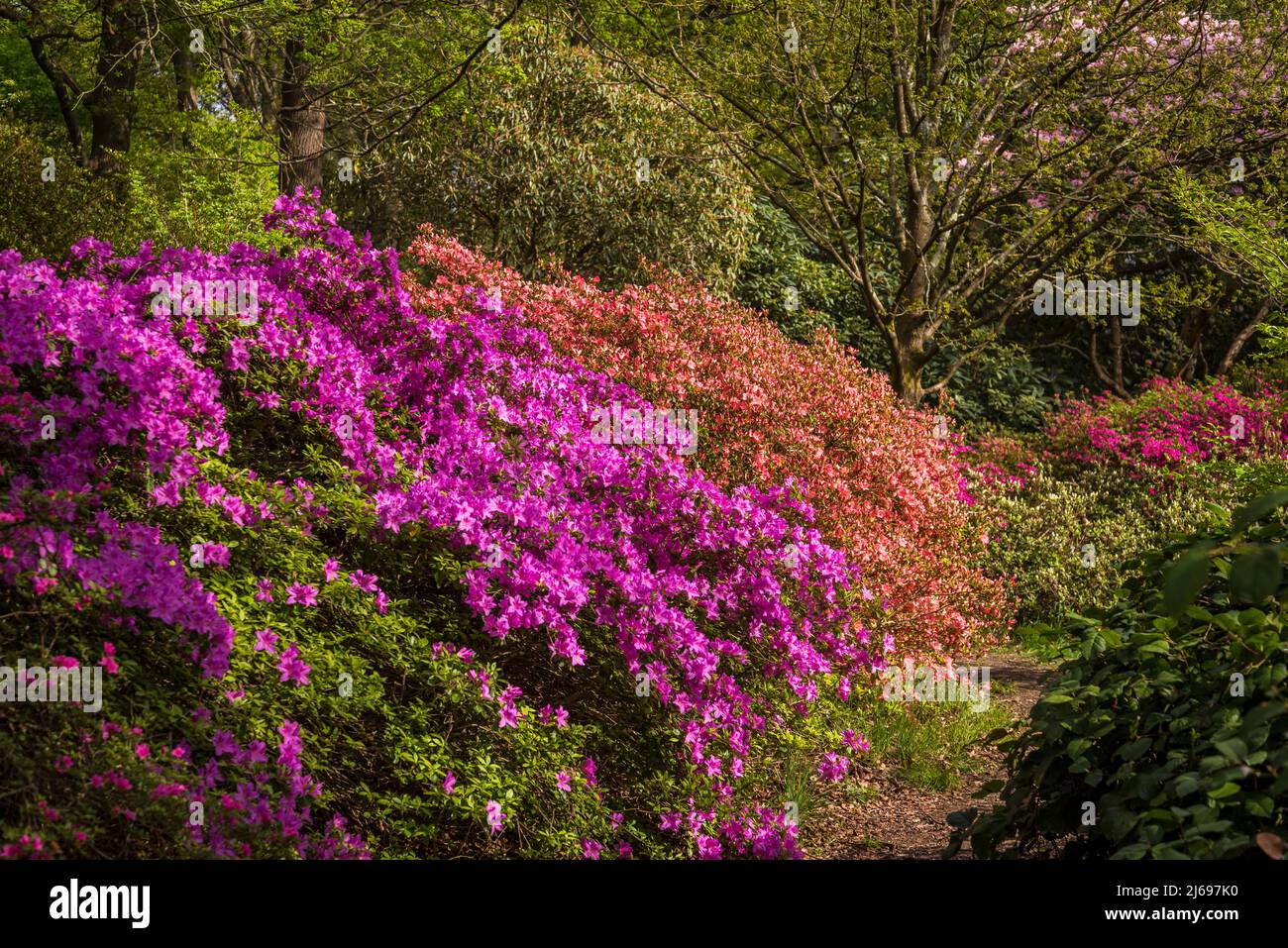 Azalea in Isabella Plantation, Richmond Park, London, England, UK Stock ...