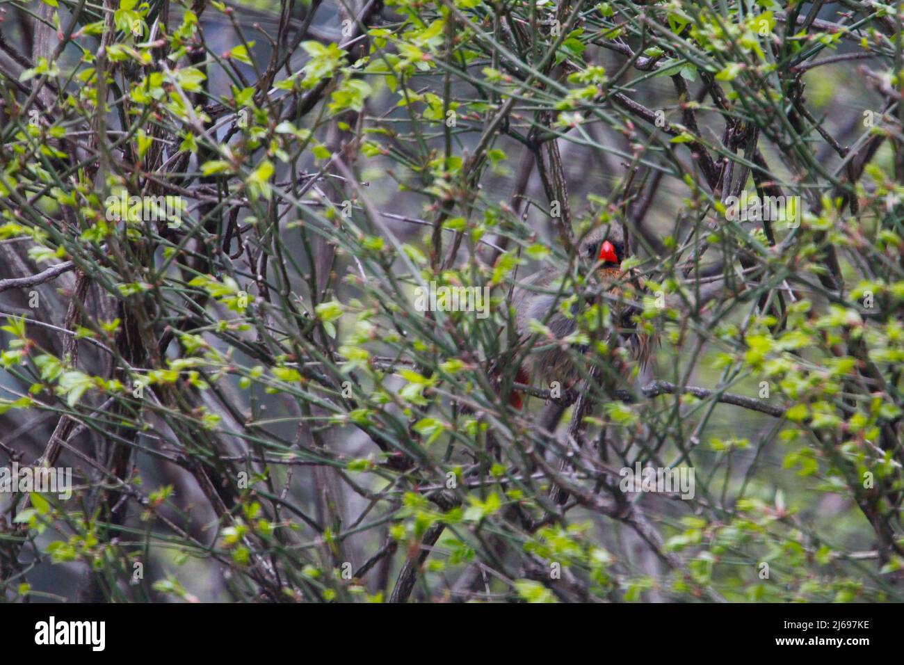 Female Northern Cardinal Bird Hiding in a Bush Stock Photo - Alamy