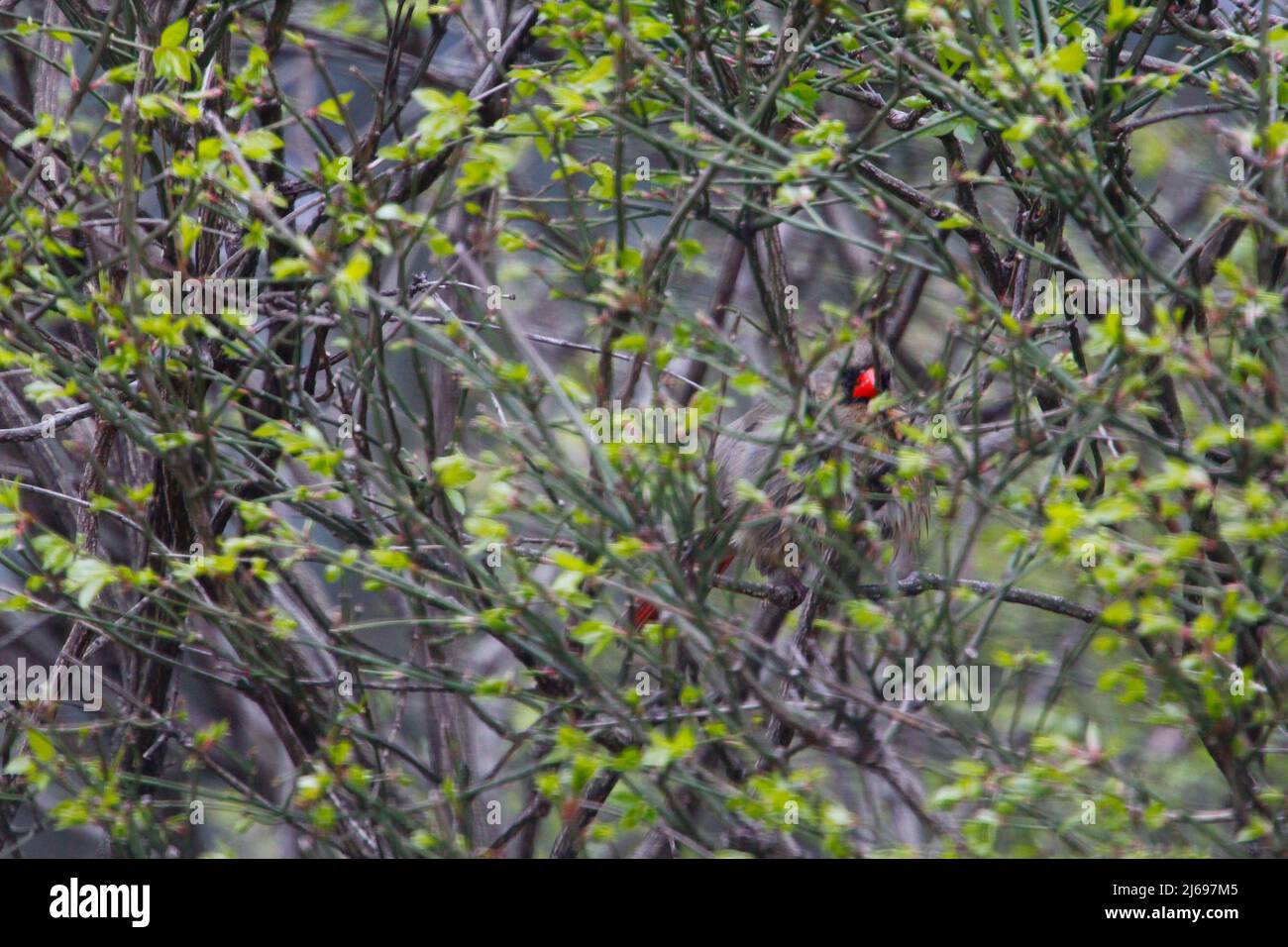 Female Northern Cardinal Bird Hiding in a Bush Stock Photo - Alamy