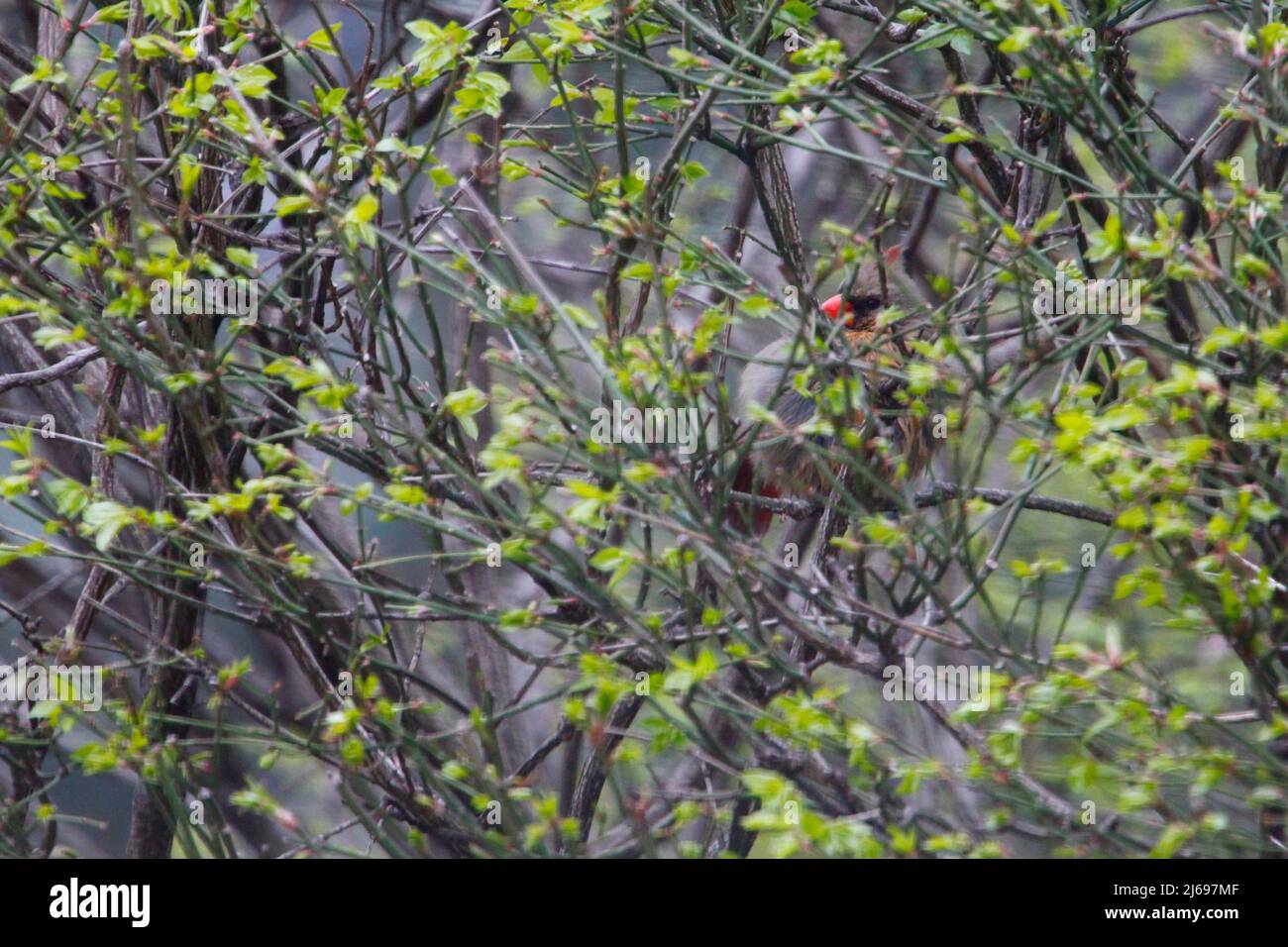 Female Northern Cardinal Bird Hiding in a Bush Stock Photo - Alamy