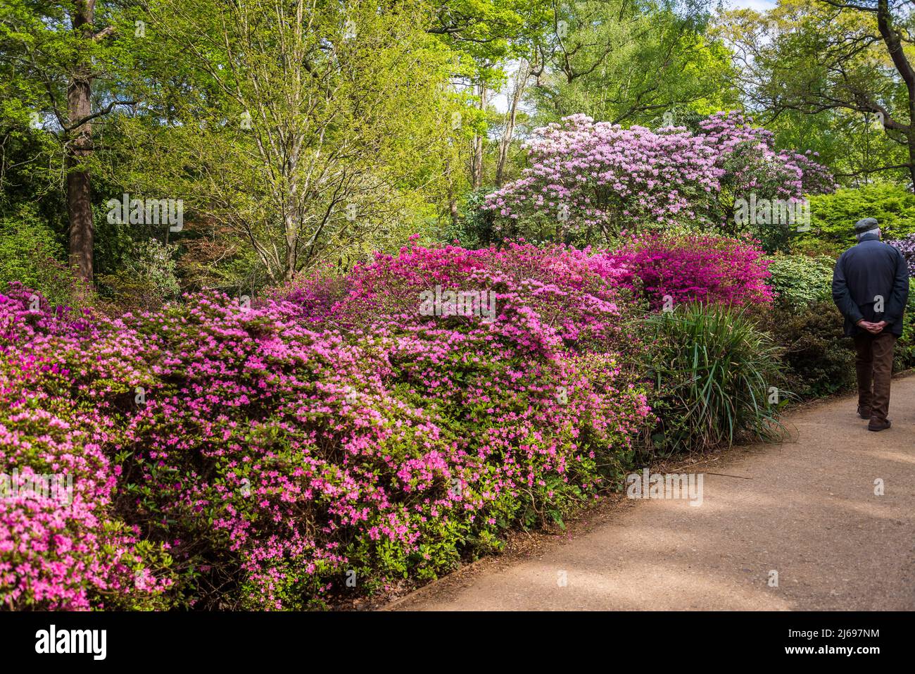Old person walking past Azalea in Isabella Plantation, Richmond Park ...