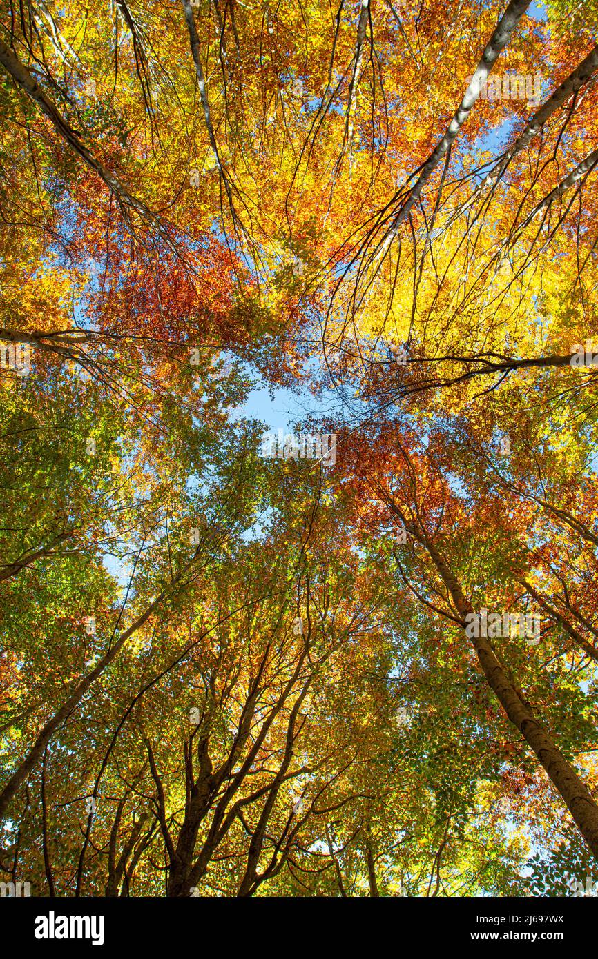 Converging trees photographed hi-res stock photography and images - Alamy