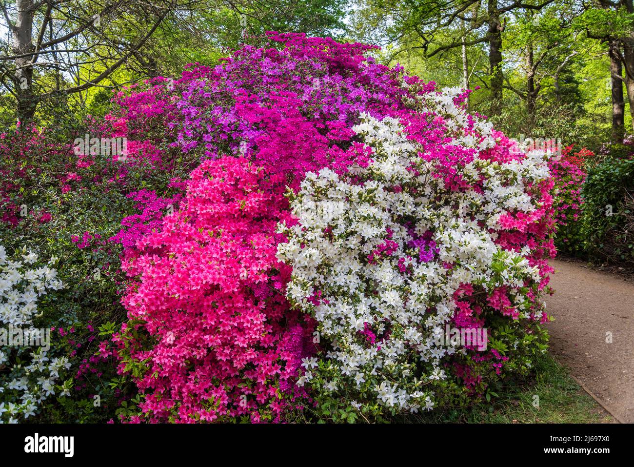 Azalea in Isabella Plantation, Richmond Park, London, England, UK Stock ...