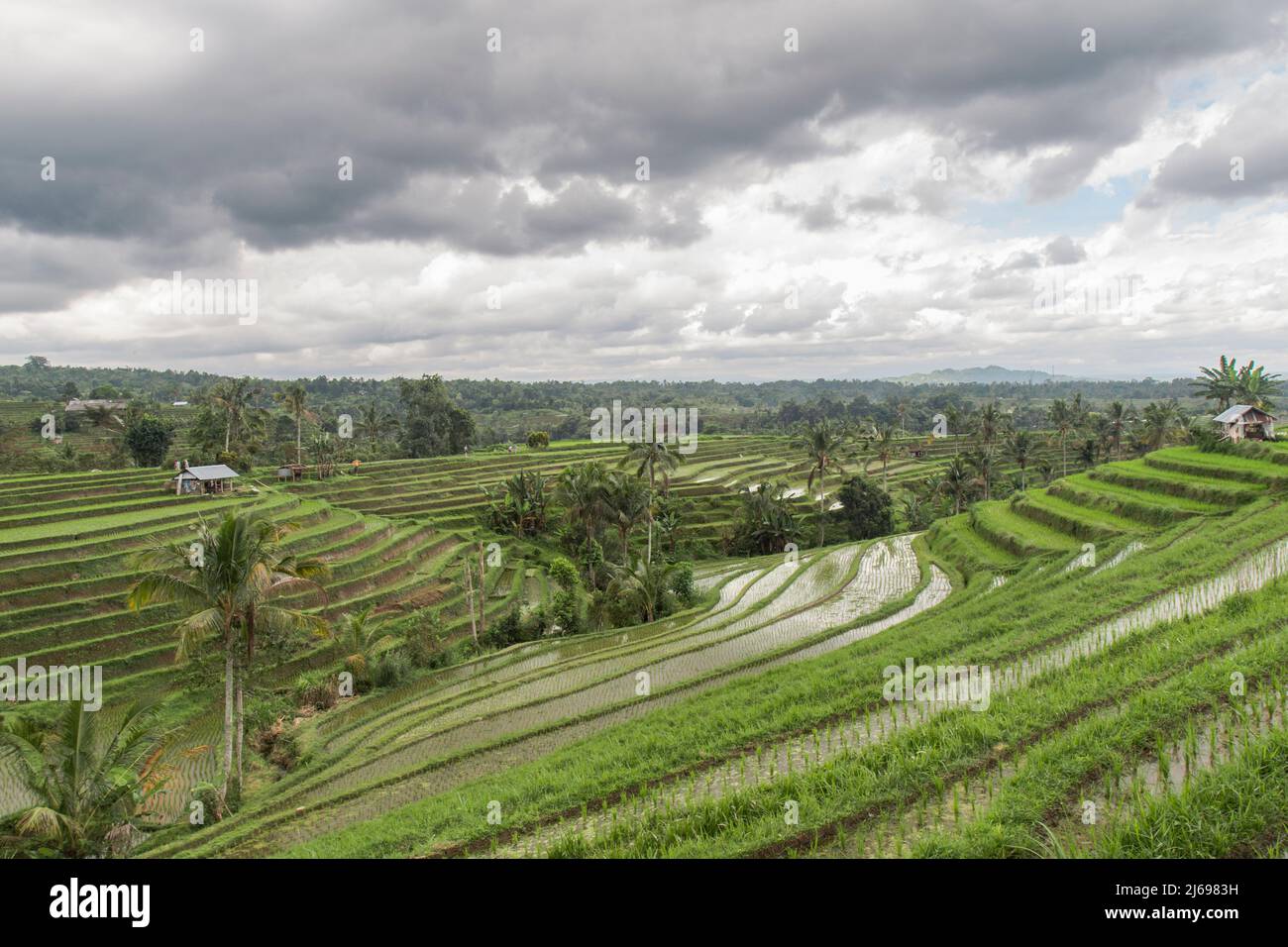 Flooded rice terraces of Jatiluwih on a cloudy day, Bali, Indonesia ...