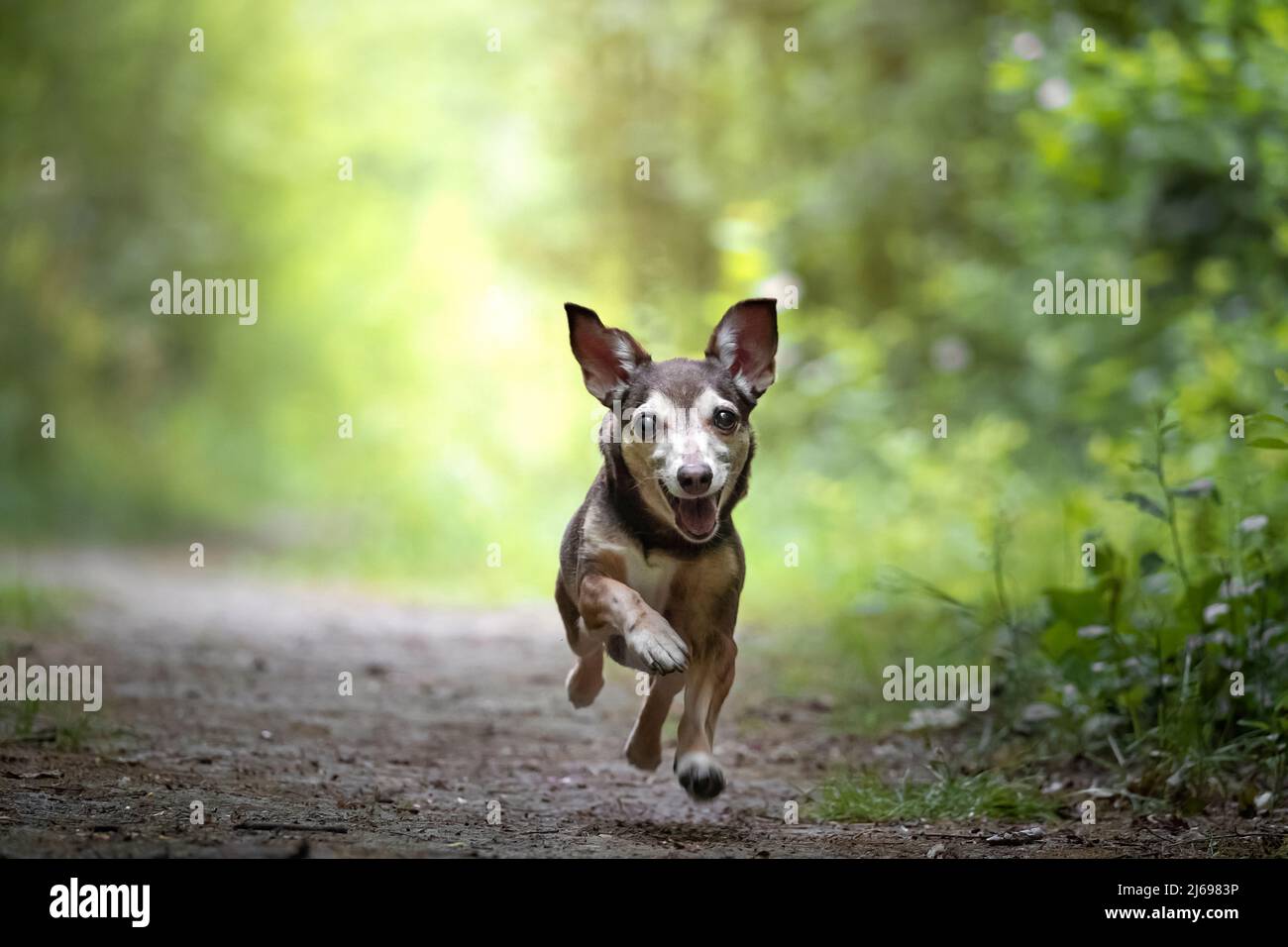 Small dog running towards the camera, Italy, Europe Stock Photo - Alamy