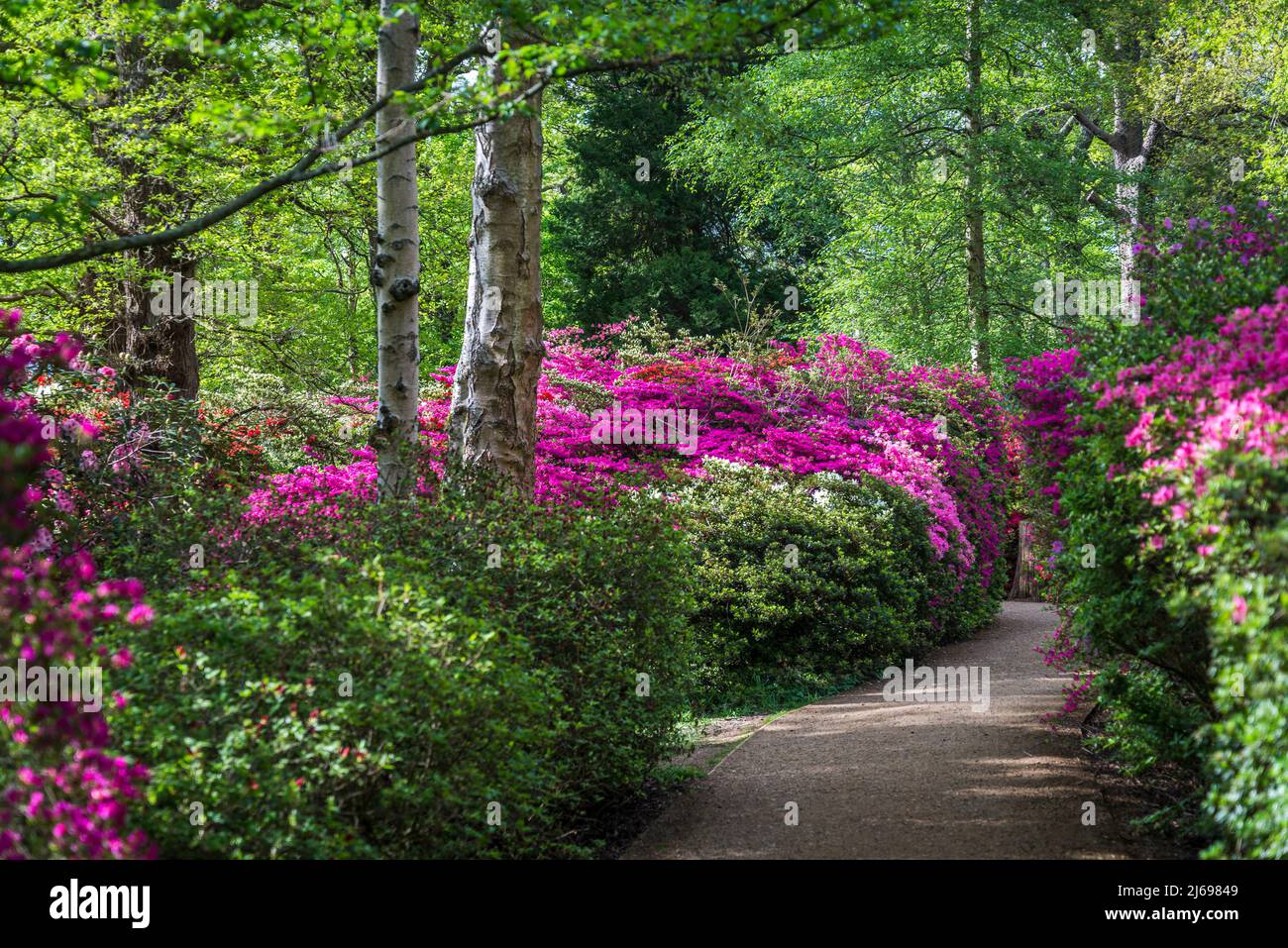 Azalea in Isabella Plantation, Richmond Park, London, England, UK Stock ...
