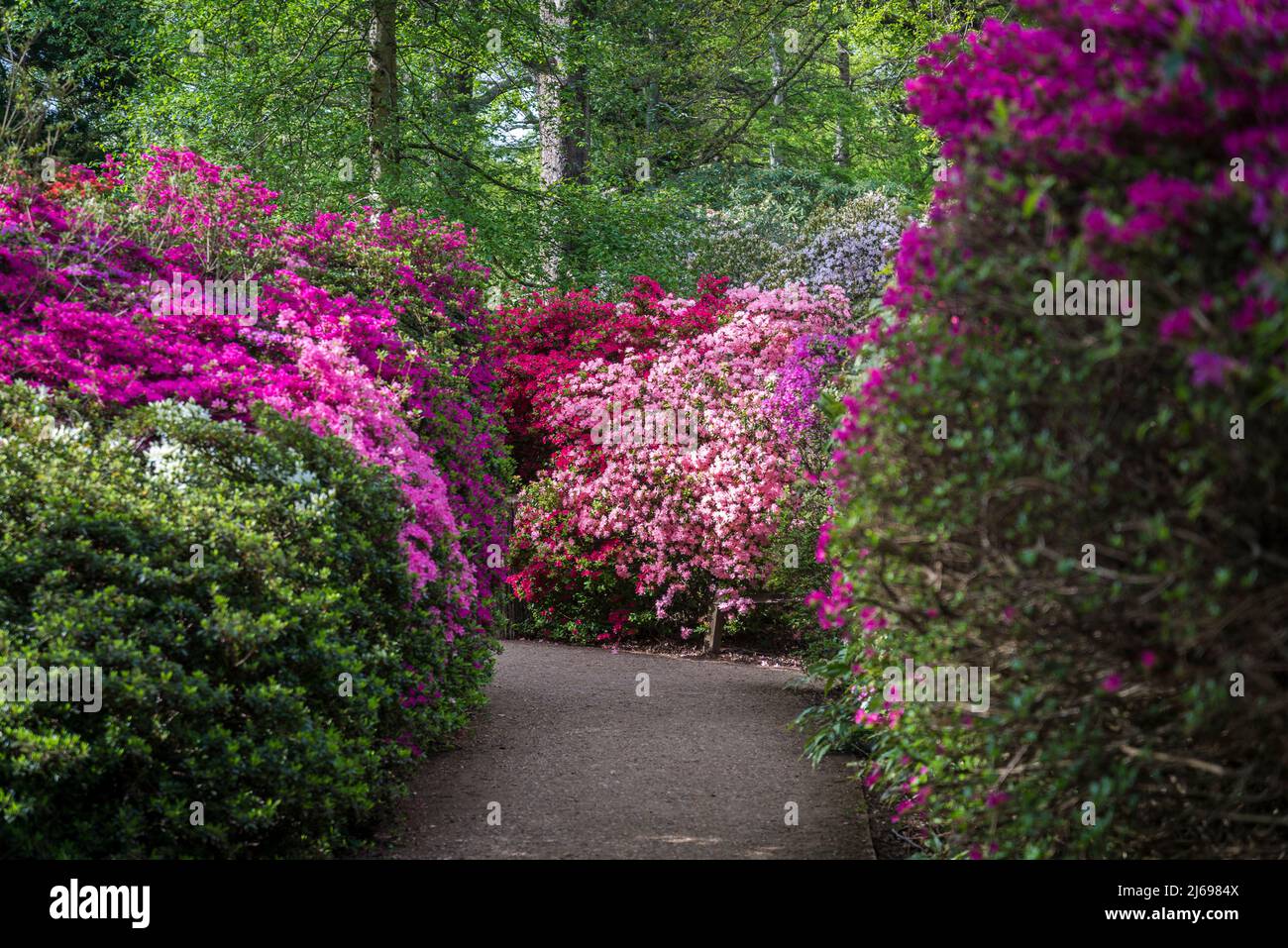 Azalea in Isabella Plantation, Richmond Park, London, England, UK Stock ...
