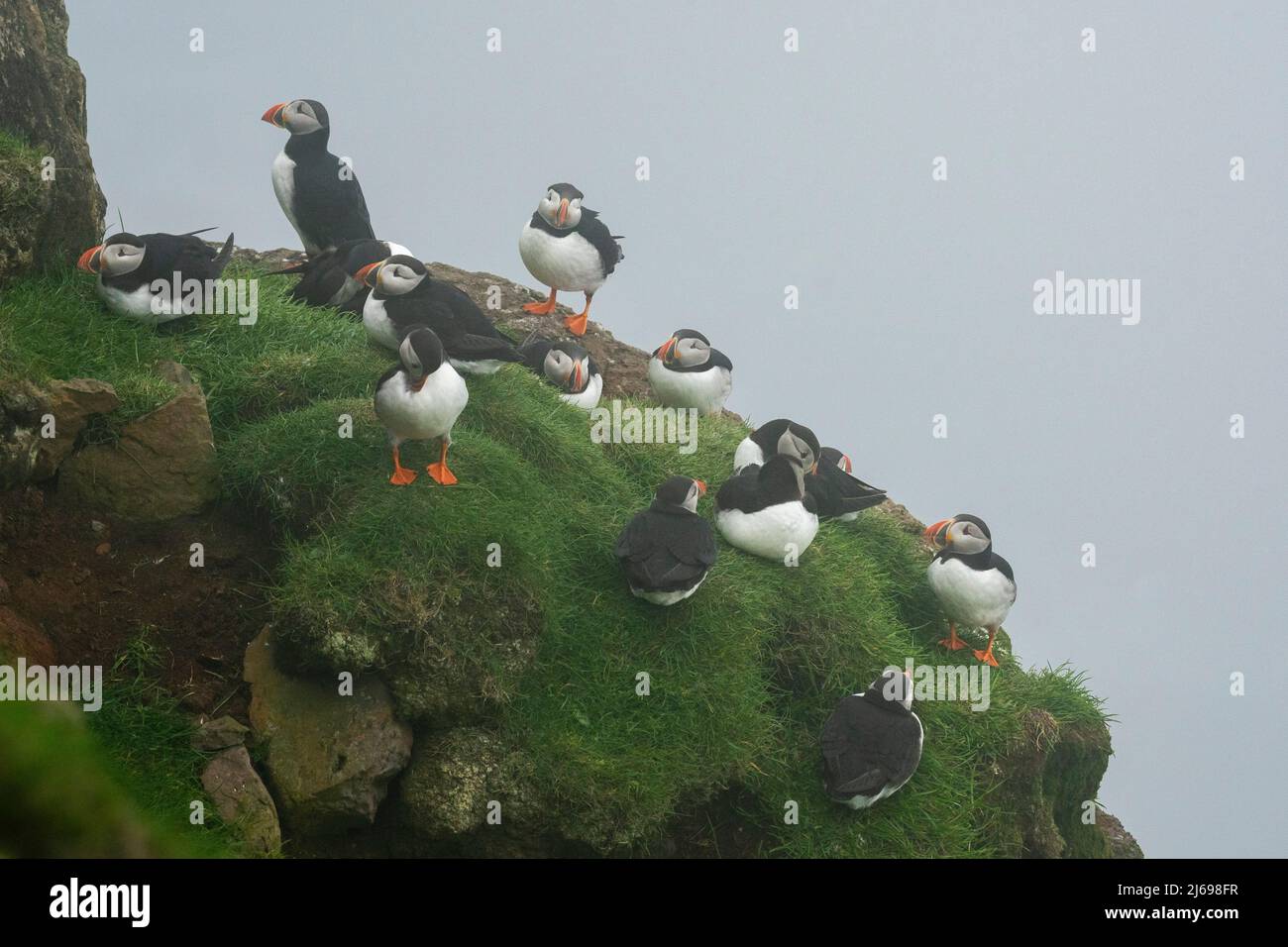Atlantic puffin (Fratercula arctica), Mykines Island, Faroe Islands ...