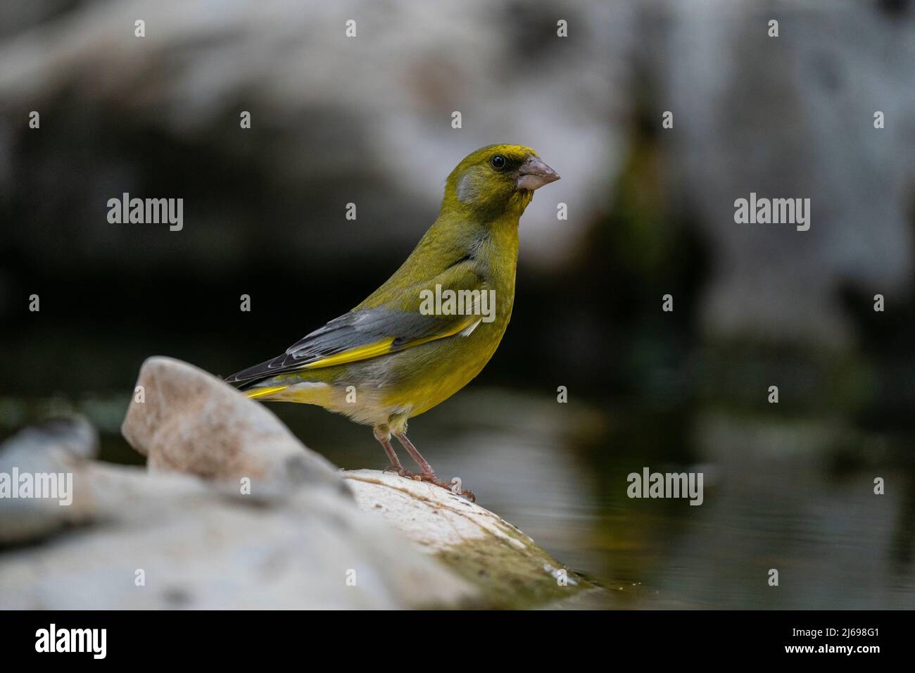 European greenfinch (Chloris chloris), Notranjska Regional Park ...