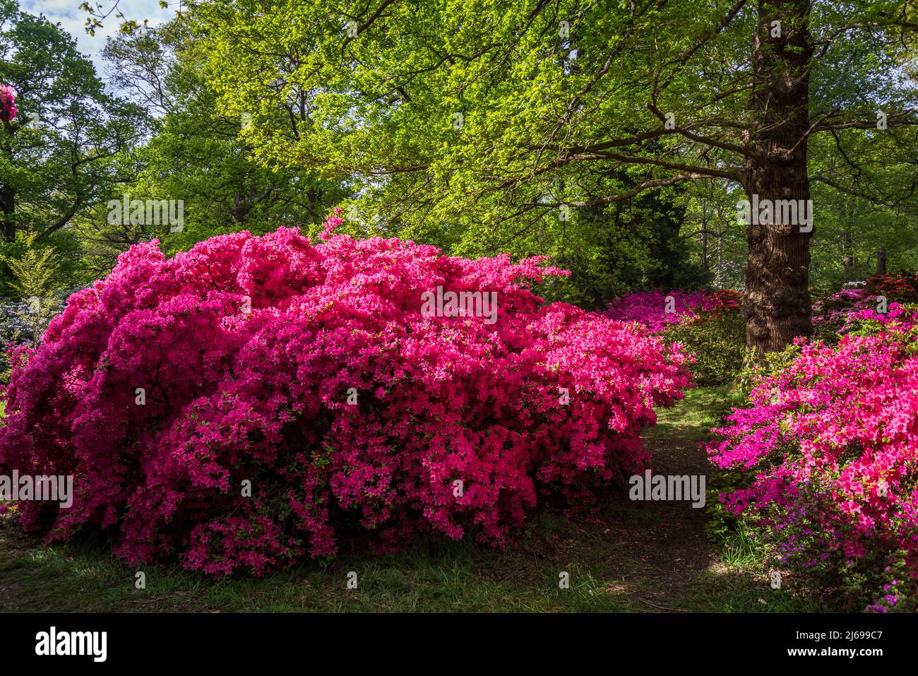 Azalea in Isabella Plantation, Richmond Park, London, England, UK Stock ...