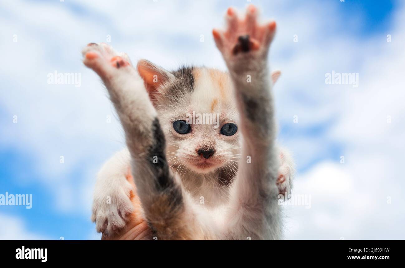 Cute kitten showing paws hi-res stock photography and images - Alamy