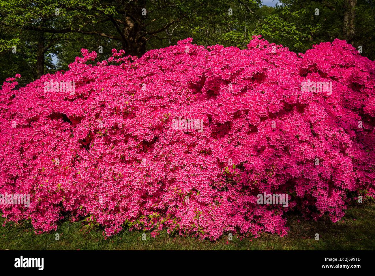 Azalea in Isabella Plantation, Richmond Park, London, England, UK Stock ...