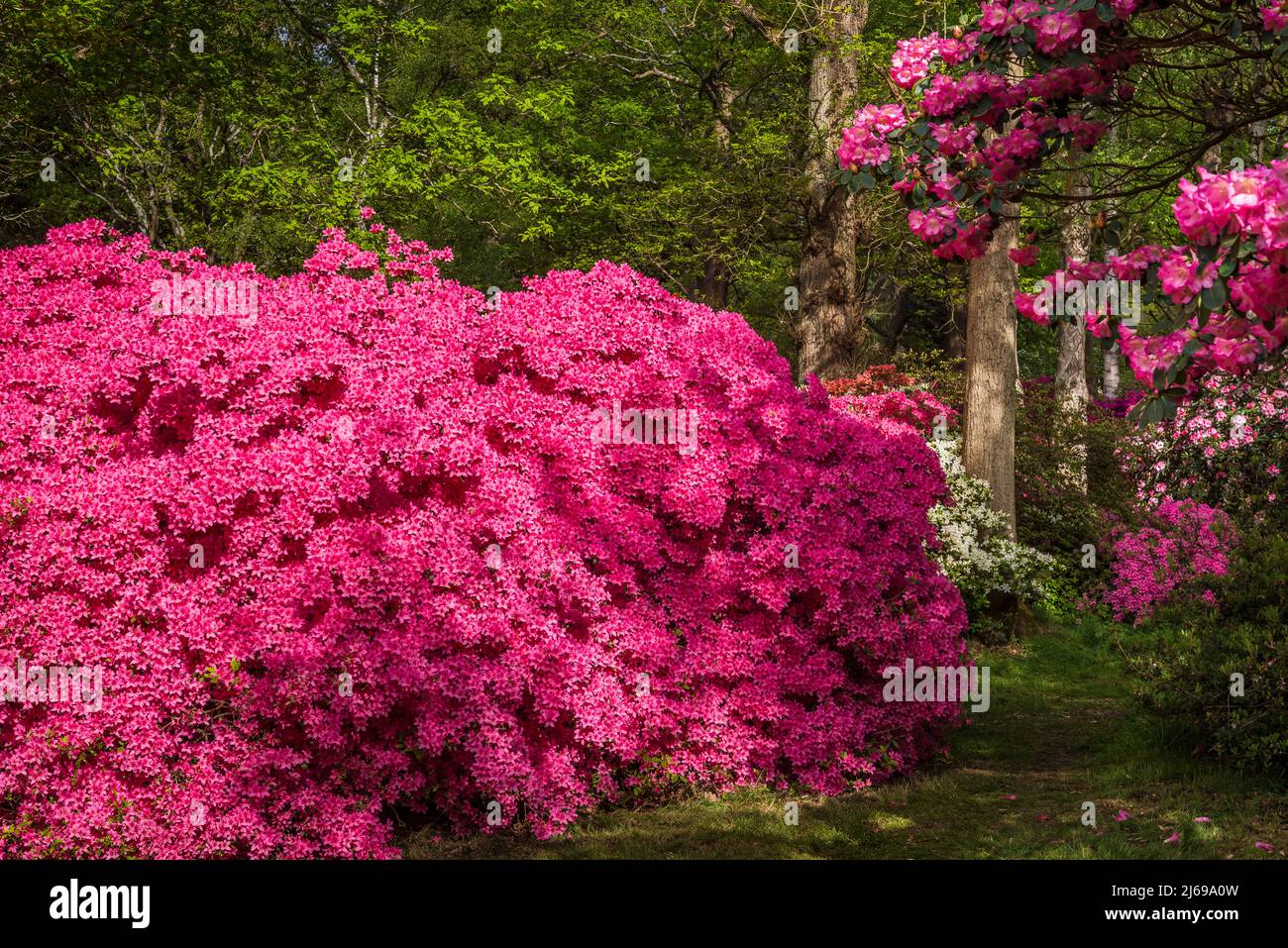 Azalea in Isabella Plantation, Richmond Park, London, England, UK Stock ...