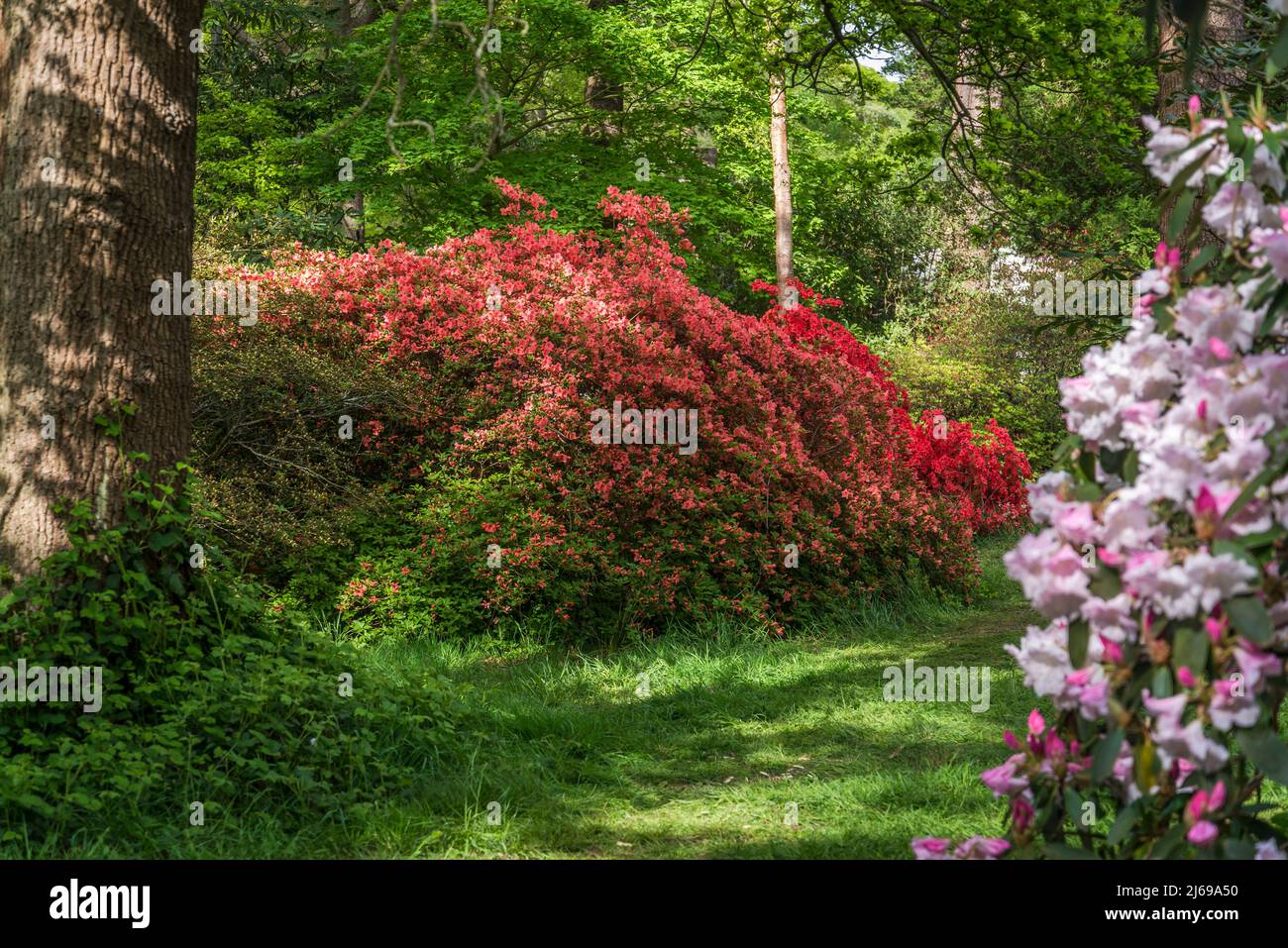 Azalea in Isabella Plantation, Richmond Park, London, England, UK Stock ...