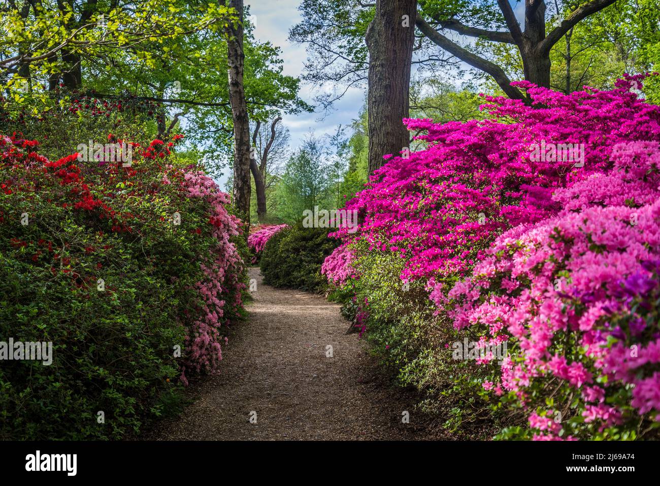Azalea in Isabella Plantation, Richmond Park, London, England, UK Stock ...