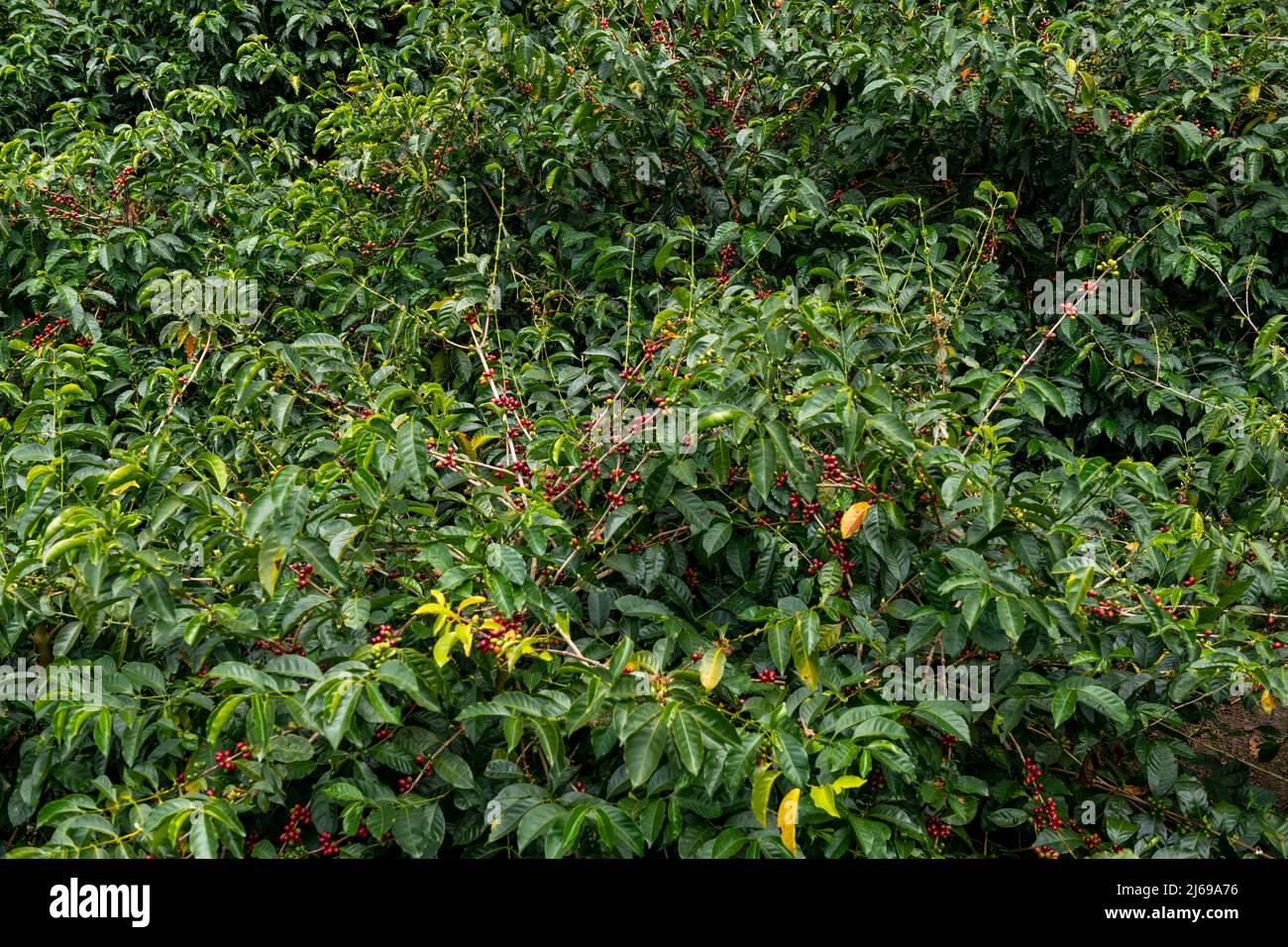 An organic coffee farm in the mountains of Panama, with red coffee ...