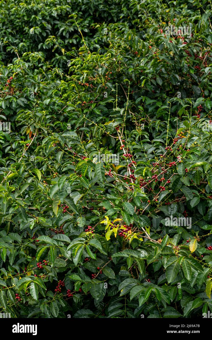 An organic coffee farm in the mountains of Panama, with red coffee ...