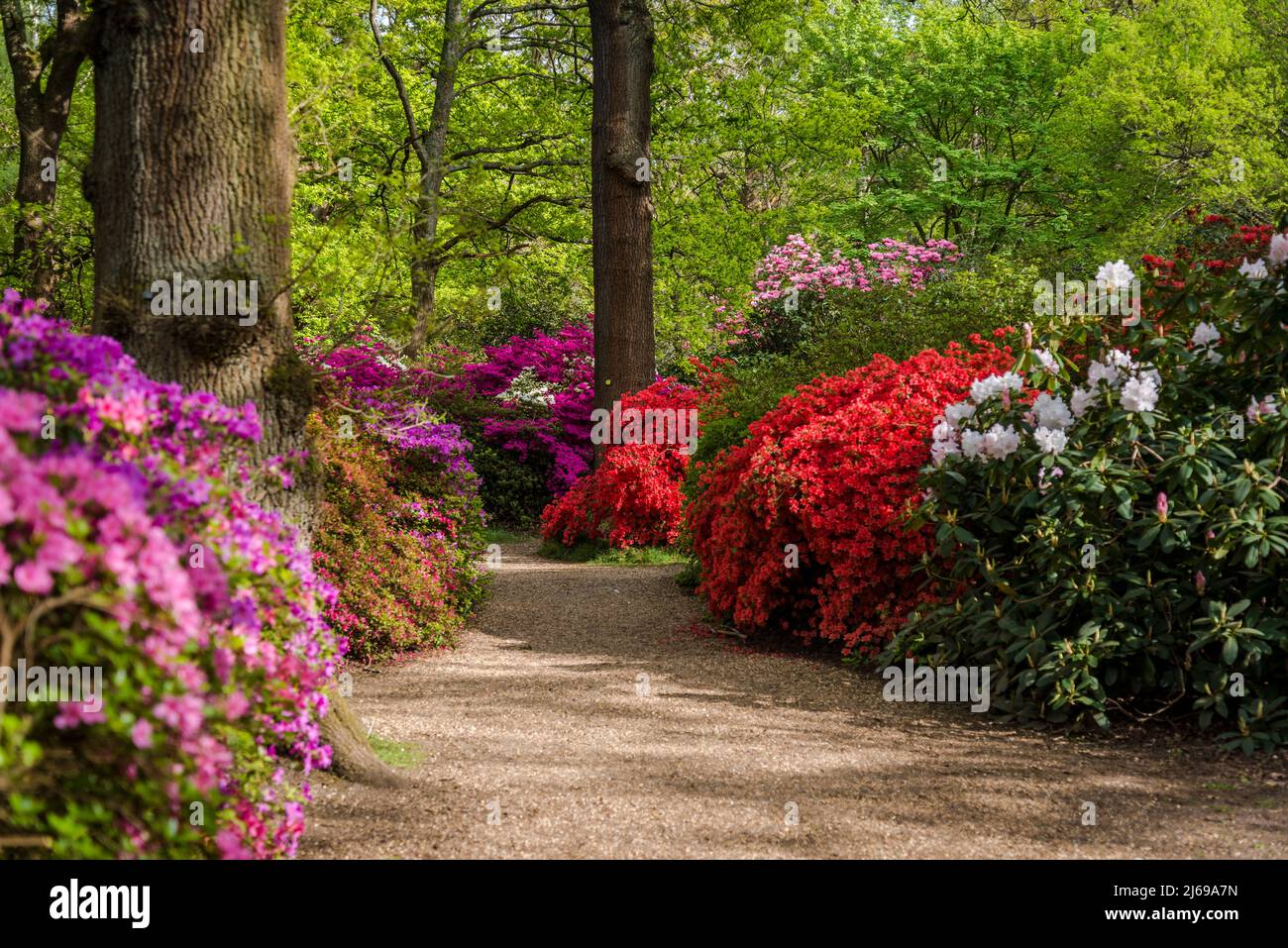 Azalea in Isabella Plantation, Richmond Park, London, England, UK Stock ...