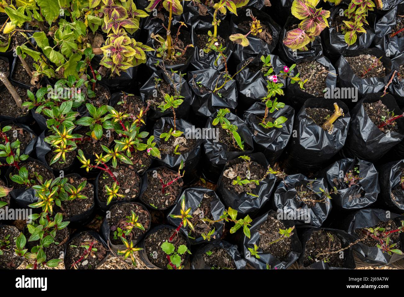 Plants growing in garden in plastic container Stock Photo - Alamy