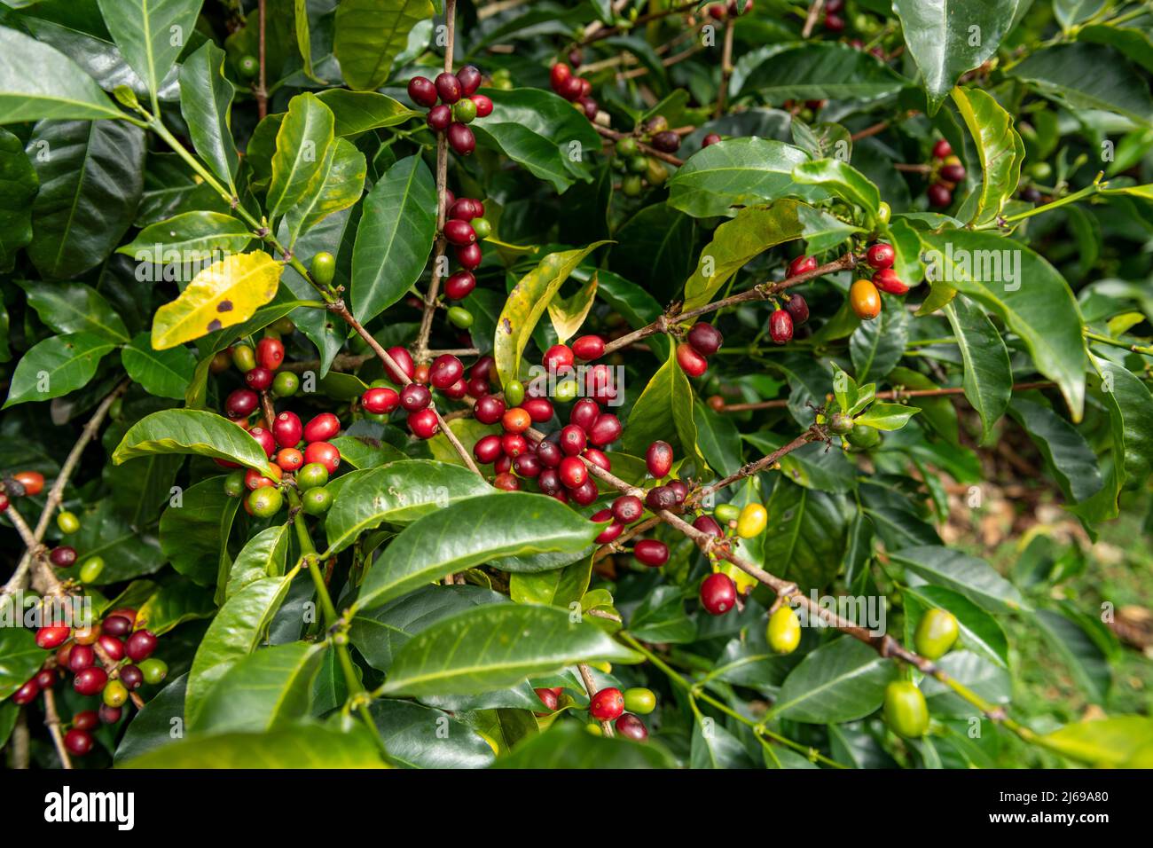 An organic coffee farm in the mountains of Panama, with red coffee ...
