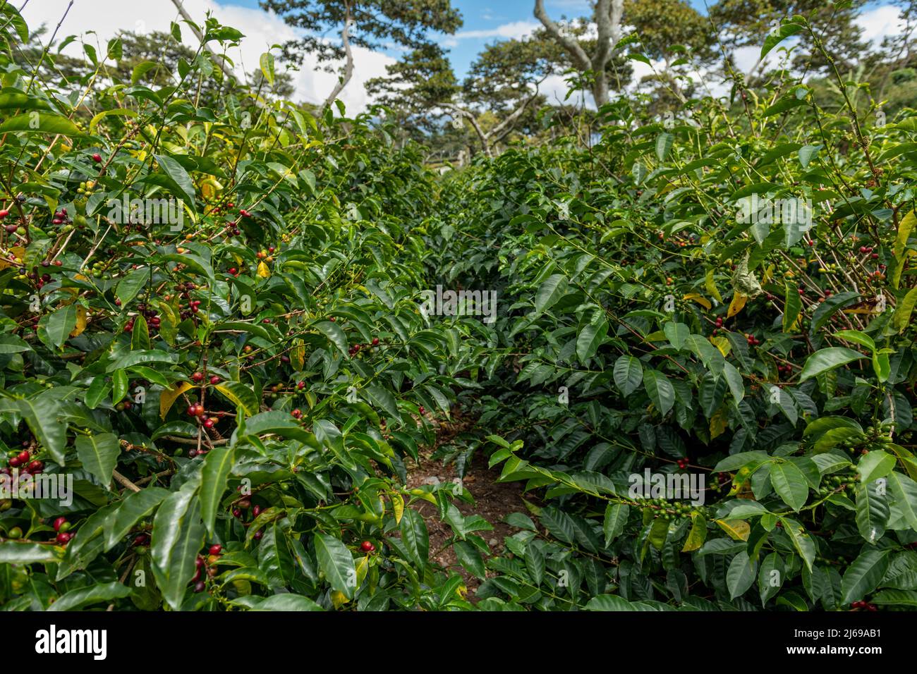 An organic coffee farm in the mountains of Panama, with red coffee ...