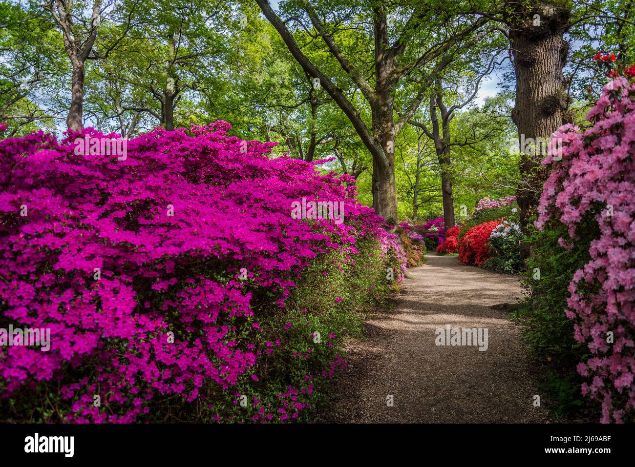 Azalea in Isabella Plantation, Richmond Park, London, England, UK Stock ...