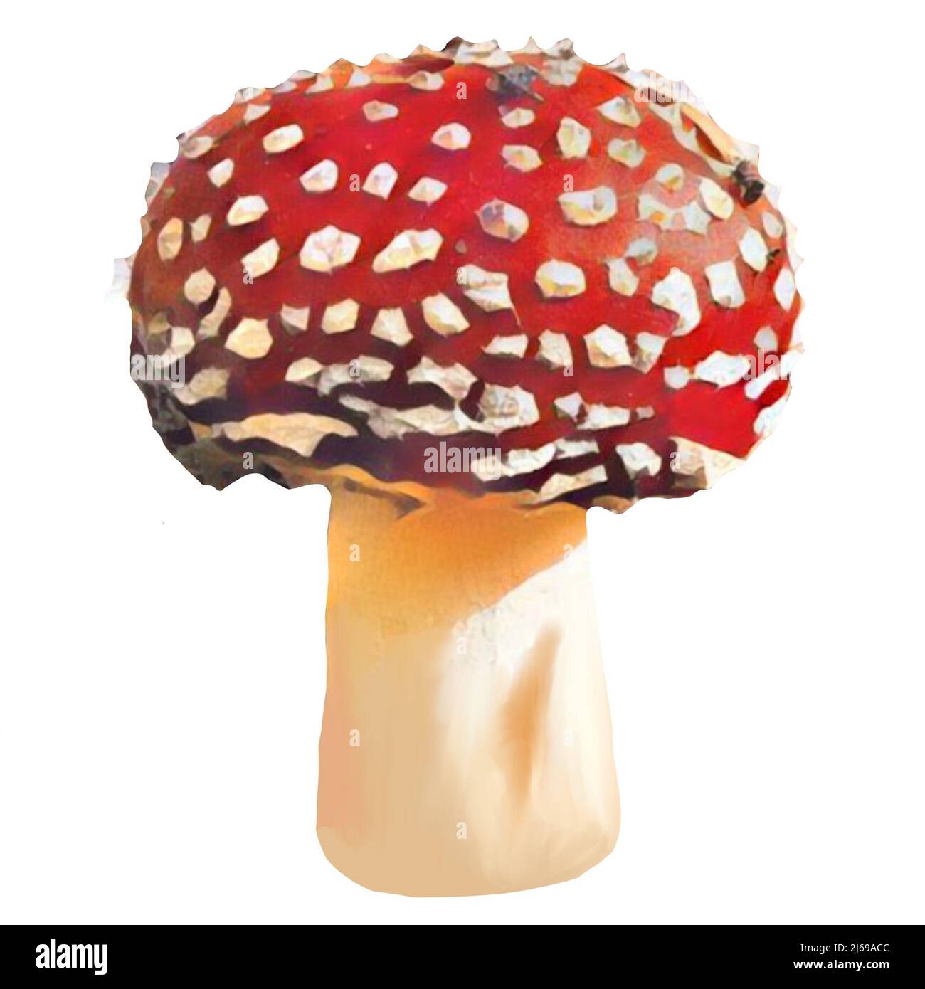 Inedible poisonous mushroom red Cut Out Stock Images & Pictures - Alamy