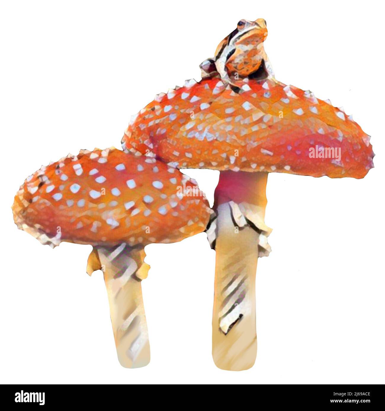 Mushroom with frog Cut Out Stock Images & Pictures - Alamy